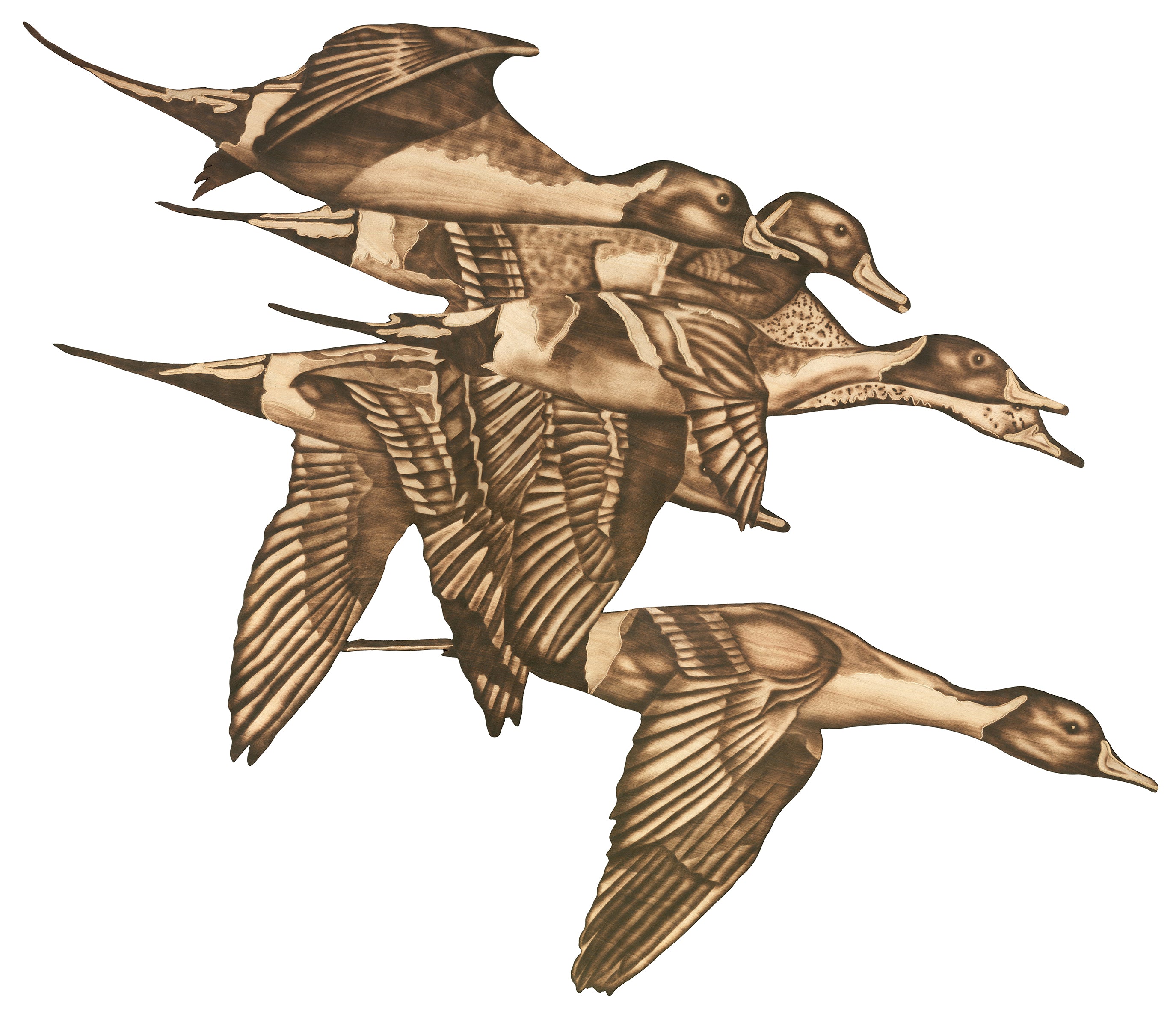 Ducks Reproduction – Capefeartorch
